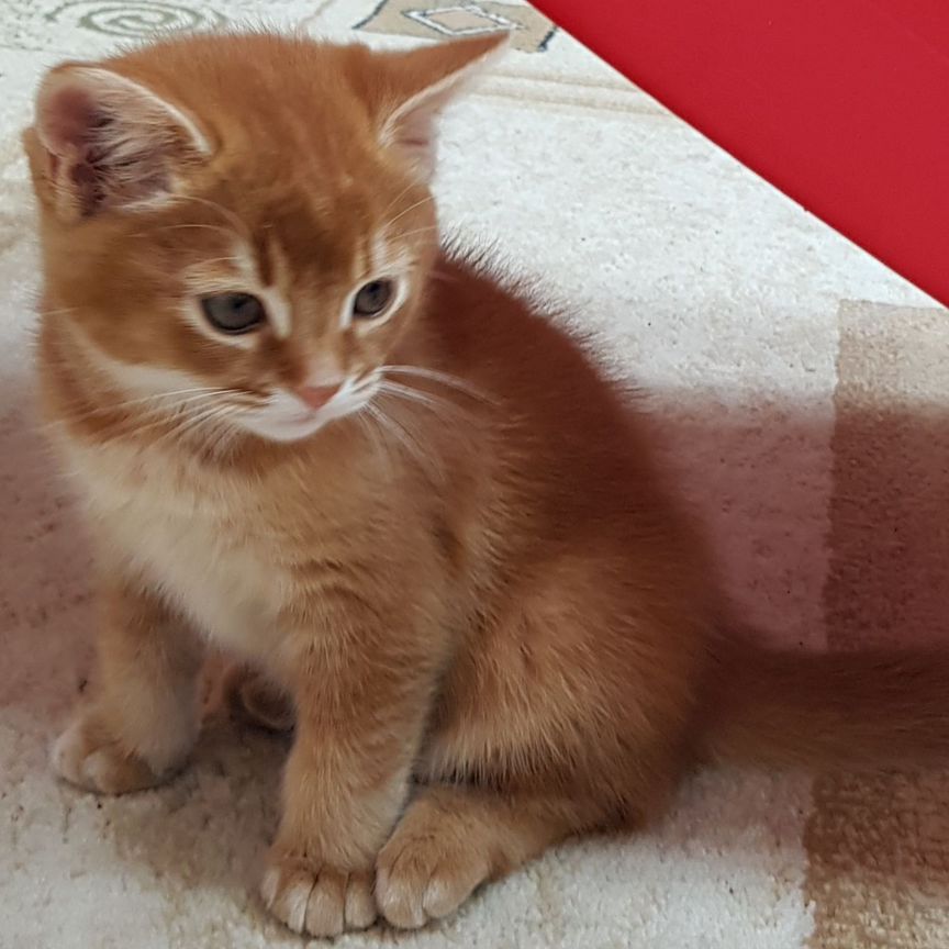 Шотландский прямоухий короткошёрстный котёнок