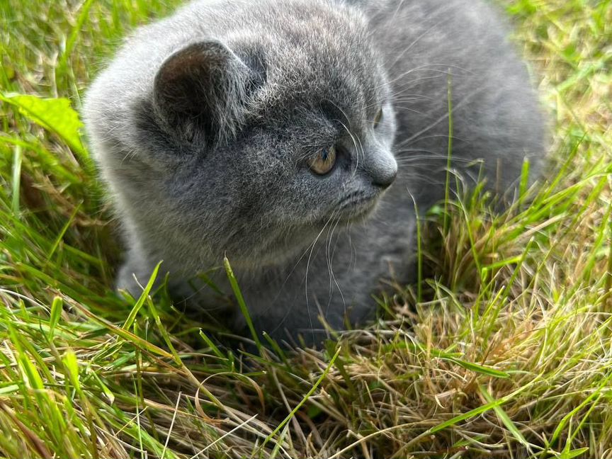 Британские котята