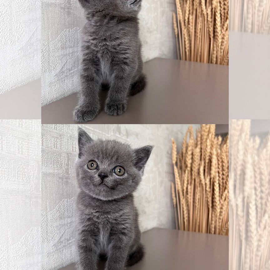 Шотландский прямоухий длинношёрстный котёнок
