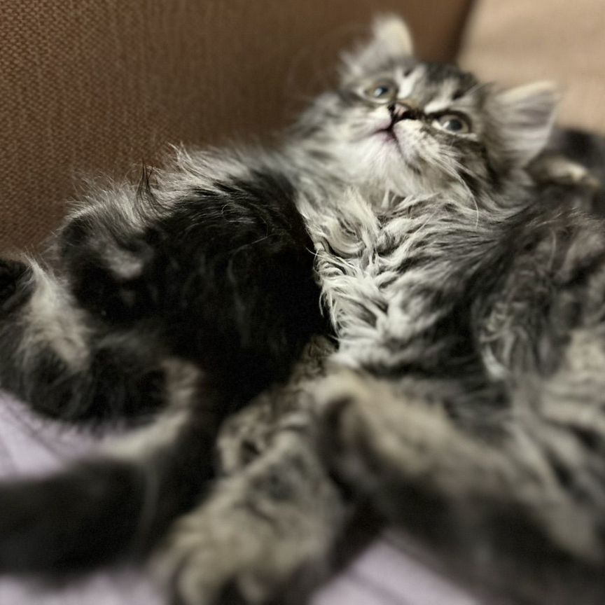 Отдам котят в добрые руки