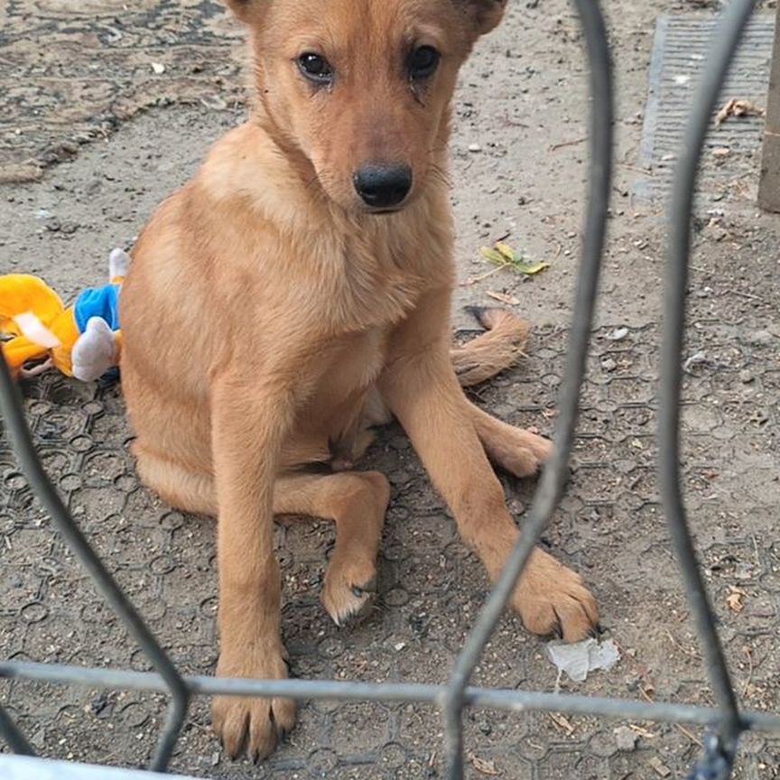 Щенки с отлова