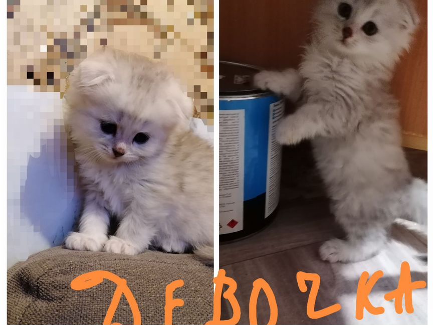 Шотландские вислоухие котята