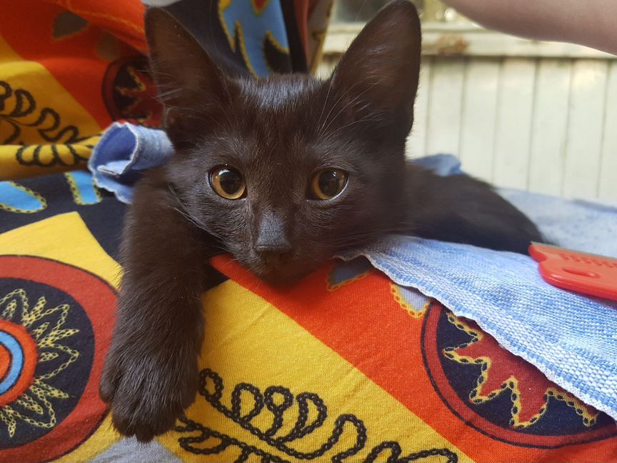 Классические черные котята