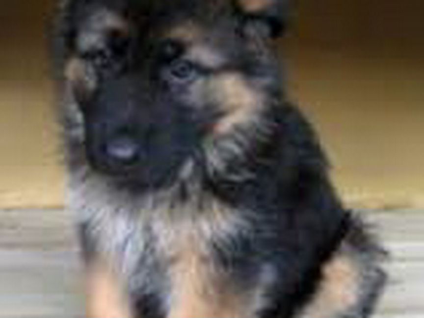 Немец лохмач