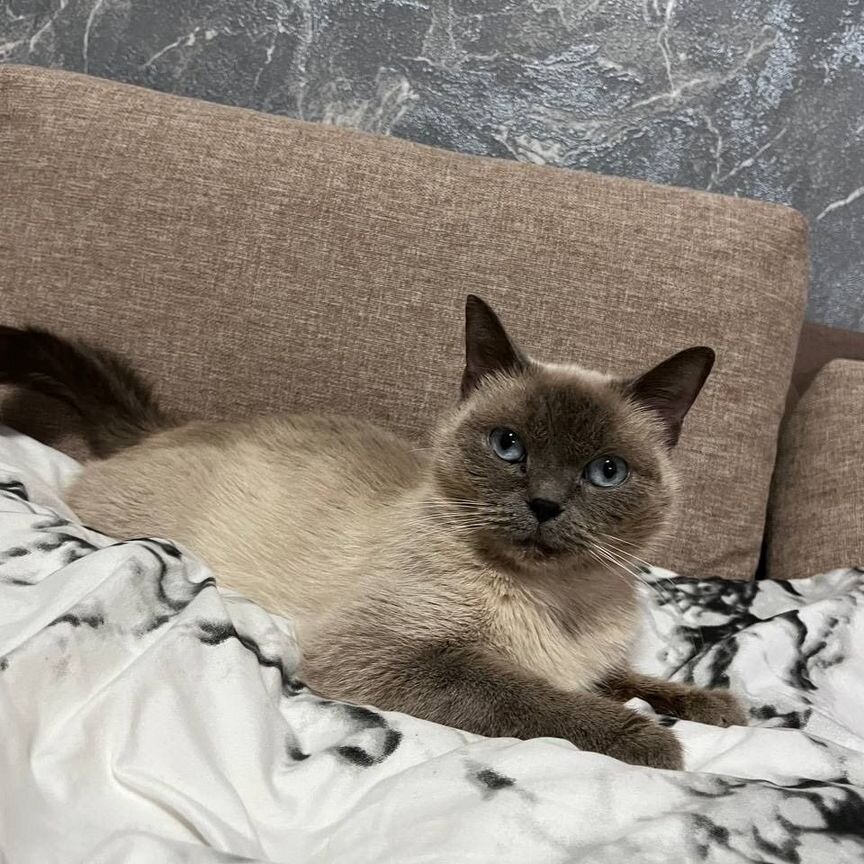 Кошка в добрые руки