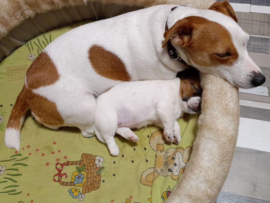 Джек Рассел терьер