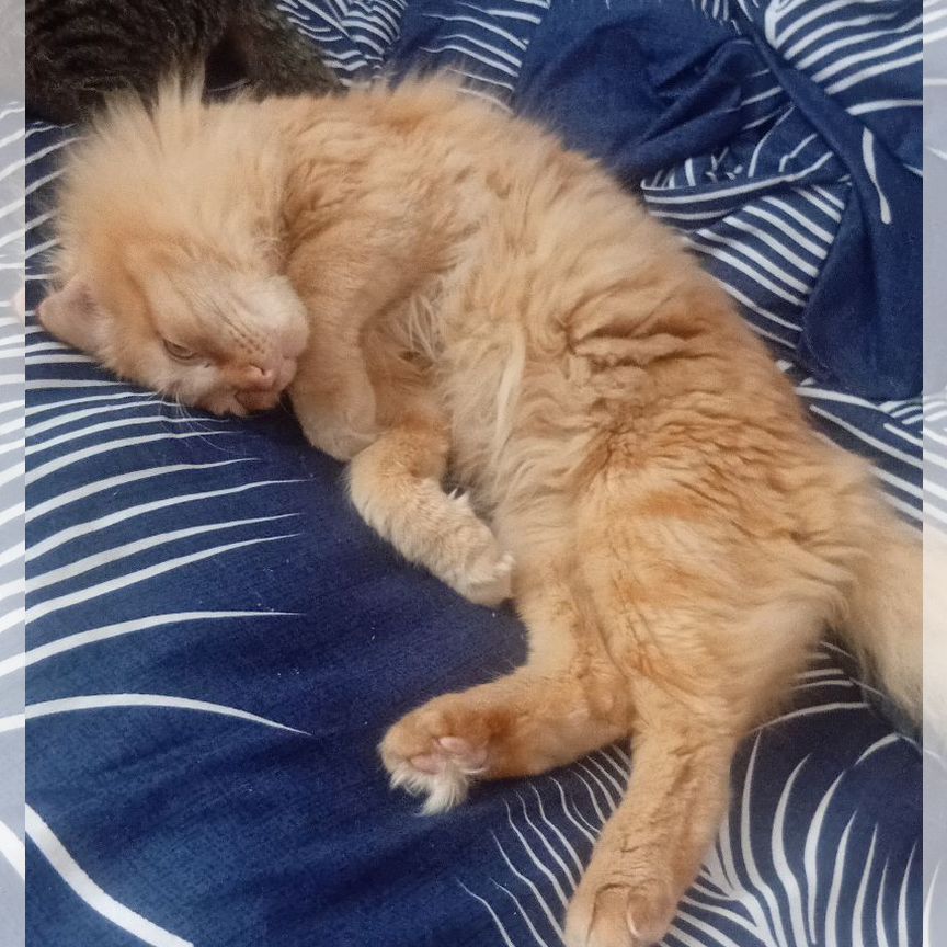 Британский короткошёрстный котёнок