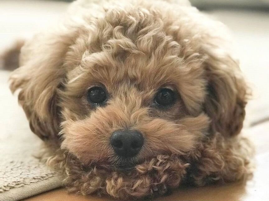 Кремовый куражный мальтипу F1