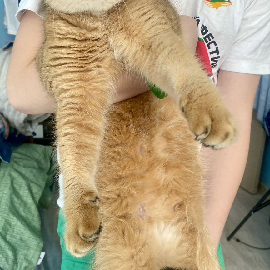 Шотланка в добрые руки