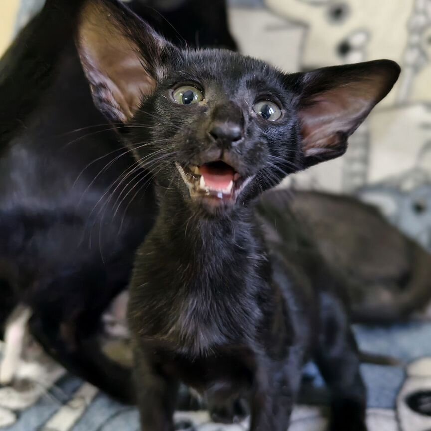 Черные ориентальные мальчишки