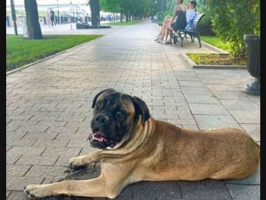 Кобель вязка кане корсо