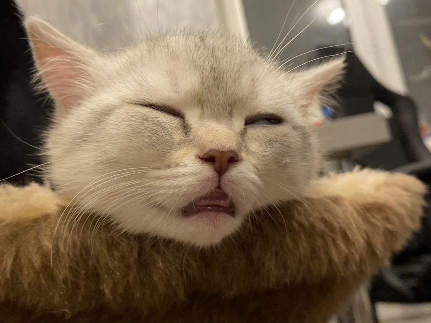 Шотландский прямоухий кот