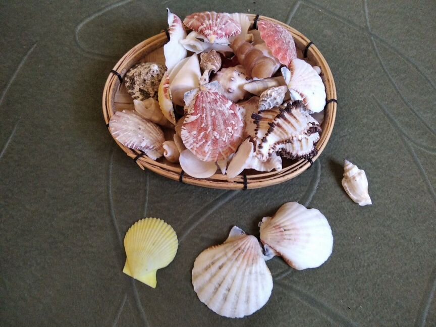 Набор ракушек