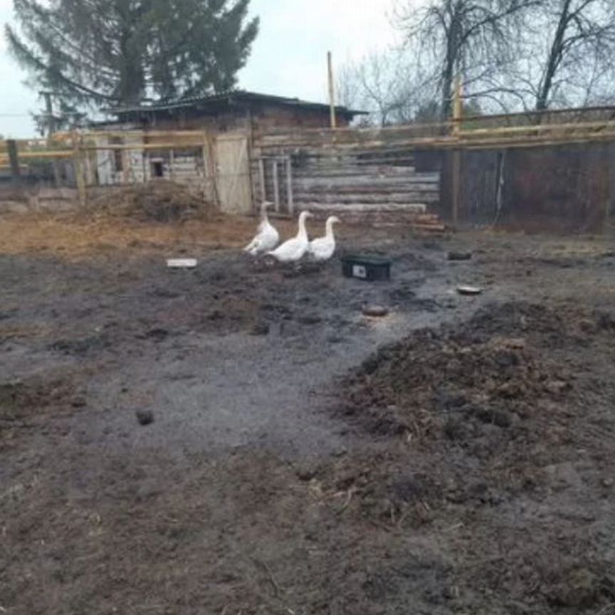 Продам гусей