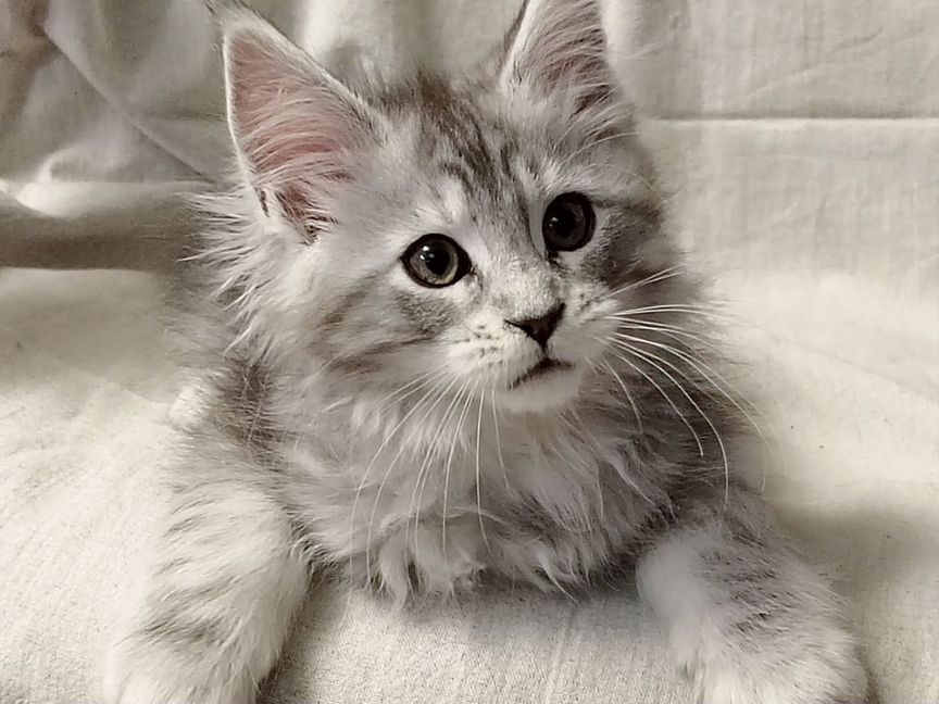 Шикарная девочка из питомника