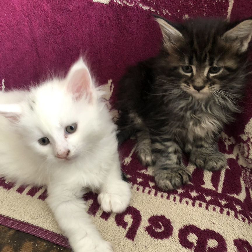 Котята