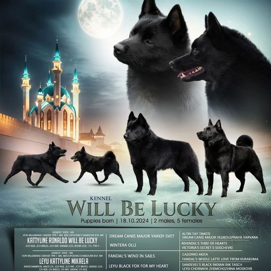 Щенки схипперке