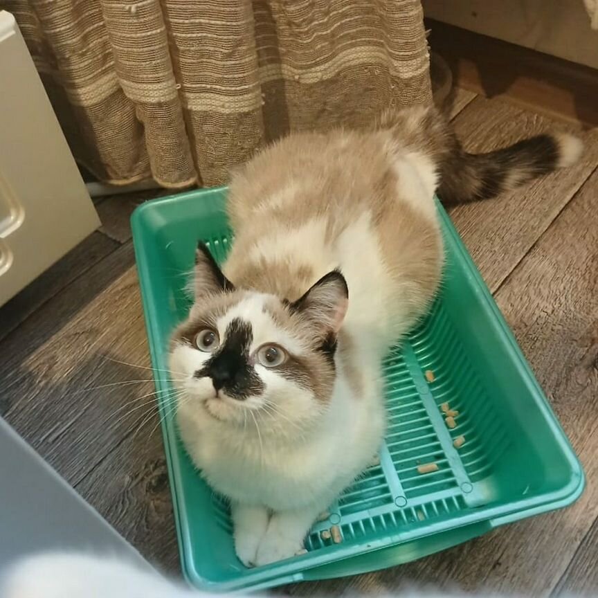 Стерилизованная кошечка в добрые руки