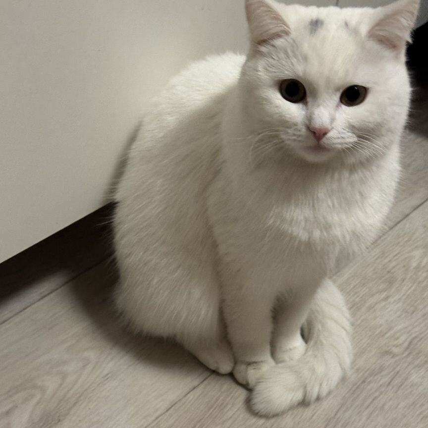 Сиамский котёнок