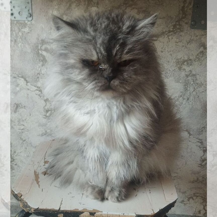 Персидская кошка