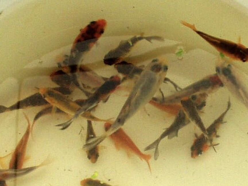 Кометы карпы кои