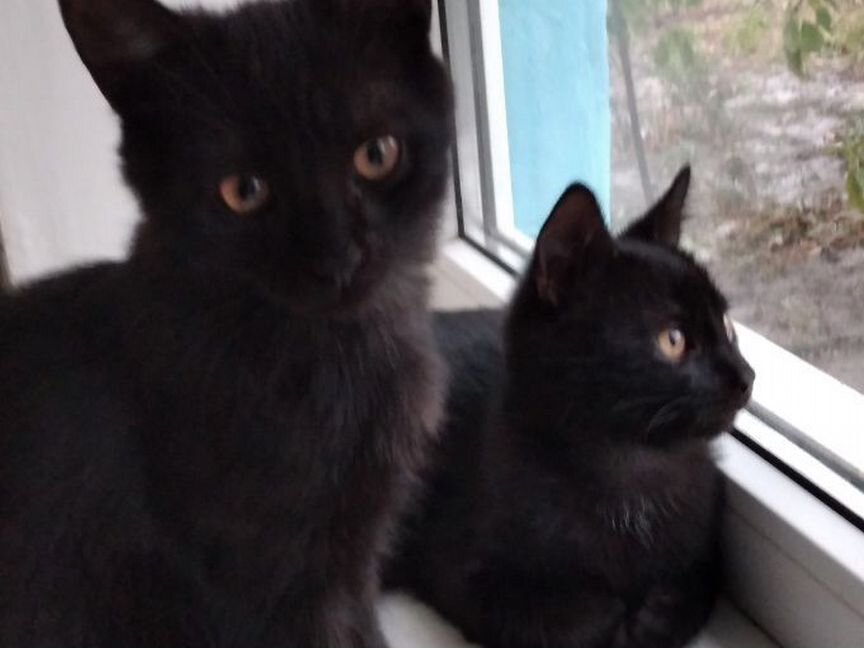 Два черных котенка и беленькая кошечка