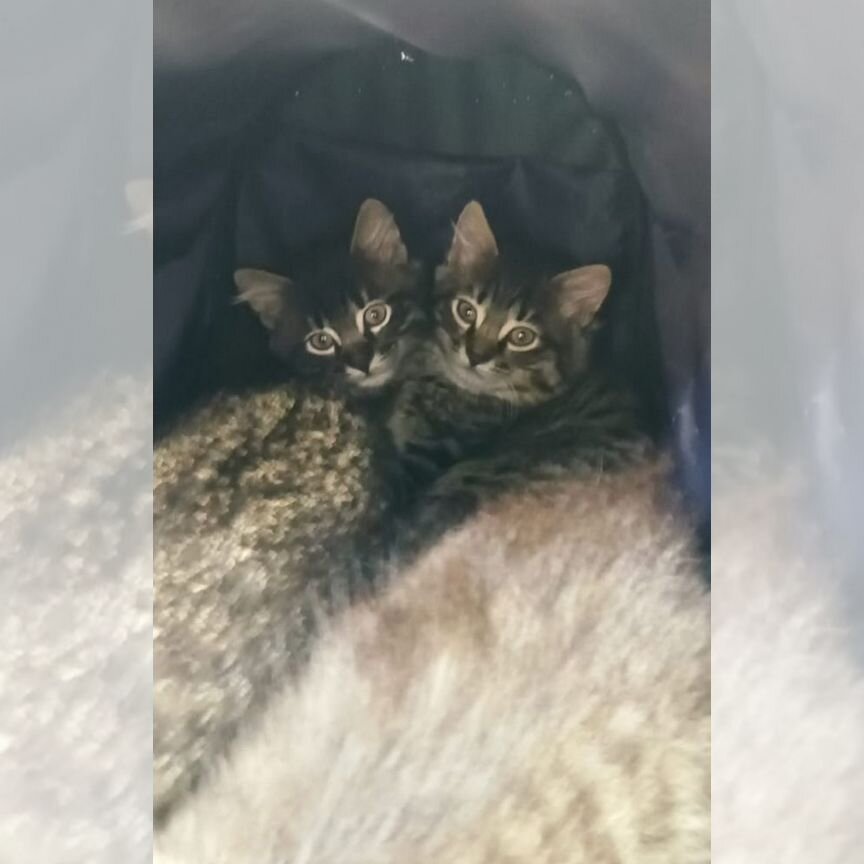 Котята в добрые руки бесплатно