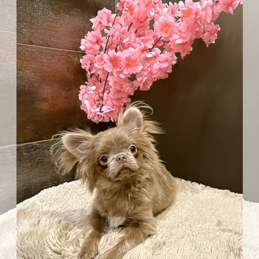 Чихуахуа, щенок