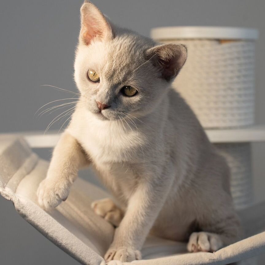 Европейский бурманский котёнок