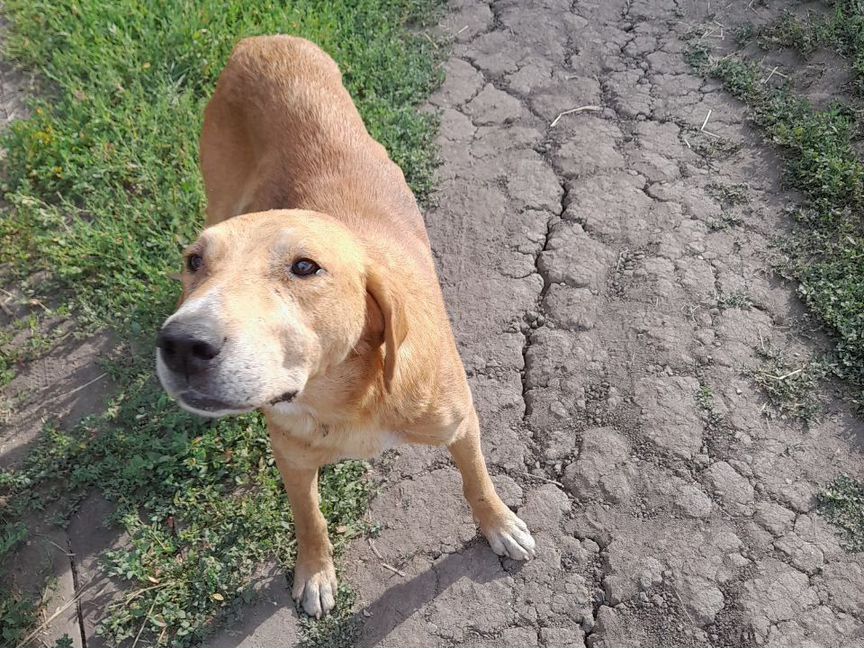 Найдена собака гончая