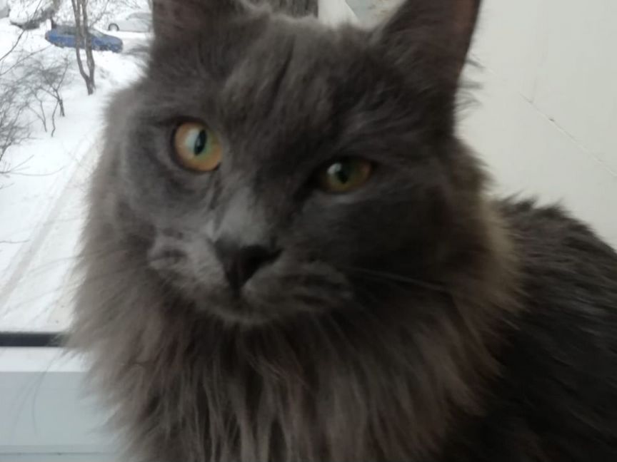 Котики