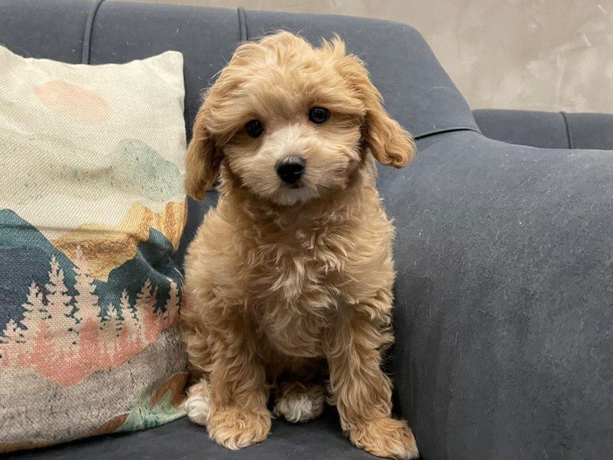 Собаки щенки маленькой породы