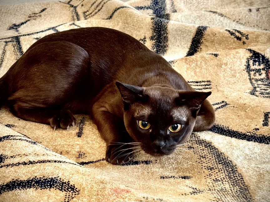 Вязка. Ждем невесту