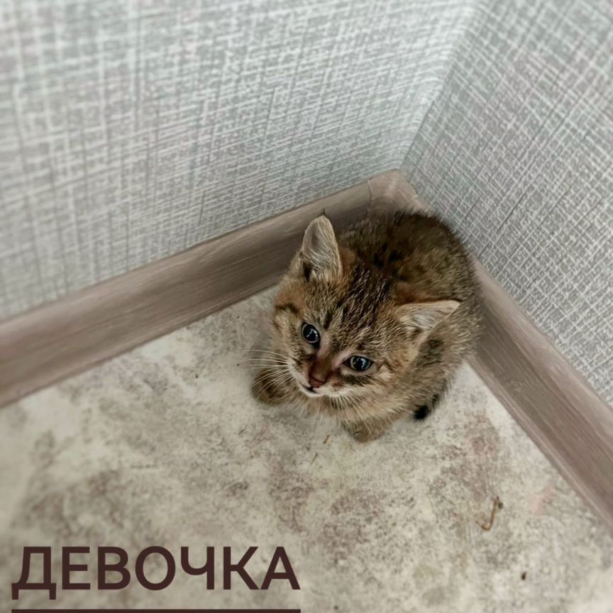 Спасённые котята