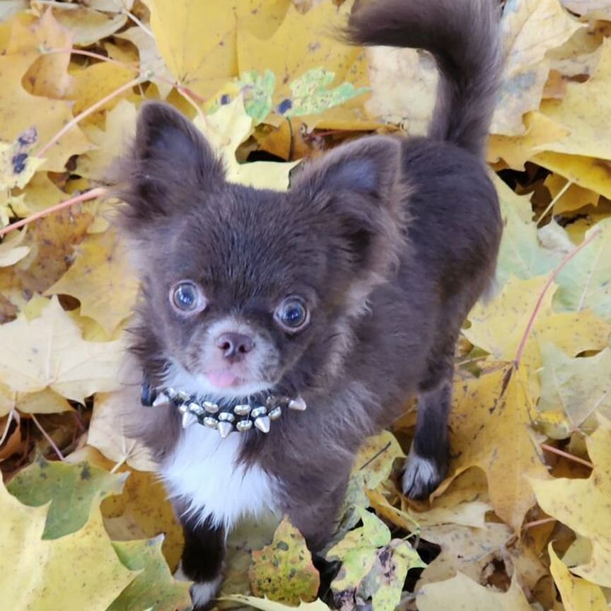 Подрощенный кобелёк чихуахуа