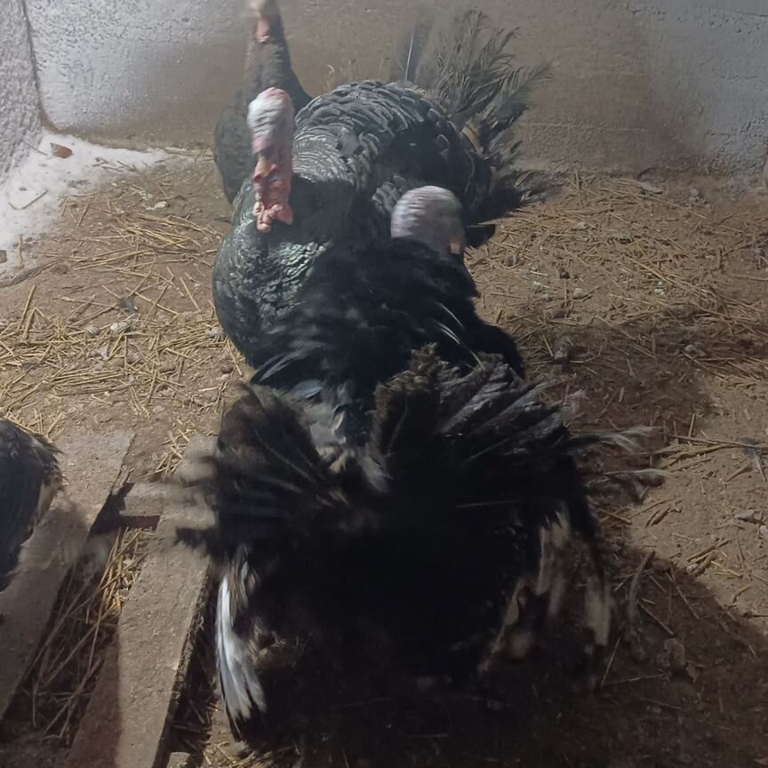 Индюки на племя