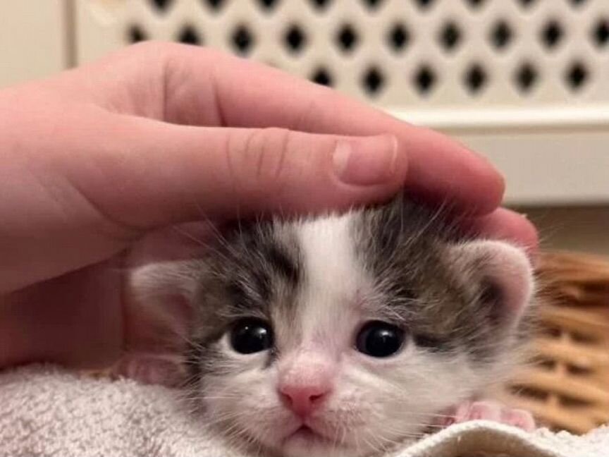Котята