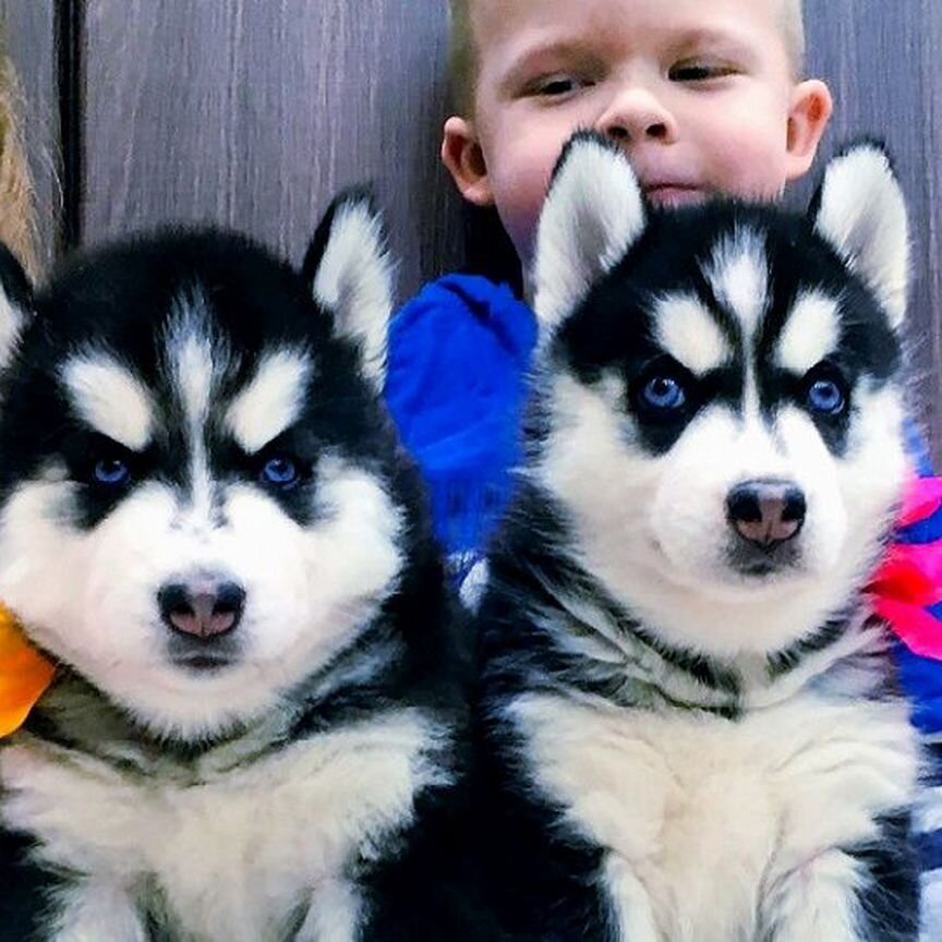 Очаровашки щенки хаски