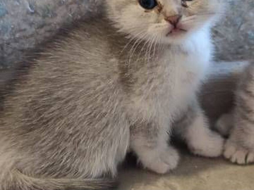 Шотландские вислоухие котята
