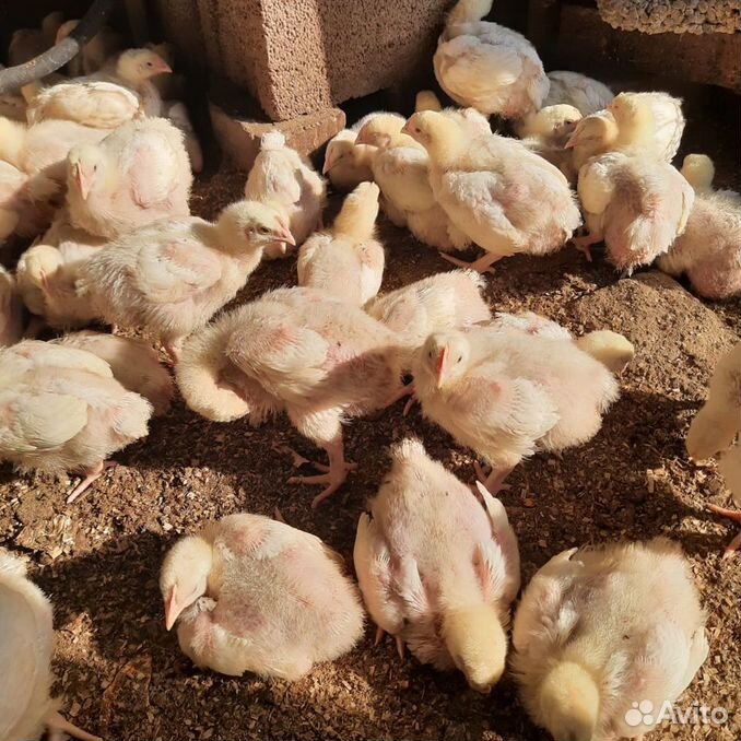 Бройлеры и Муларды бесплатно