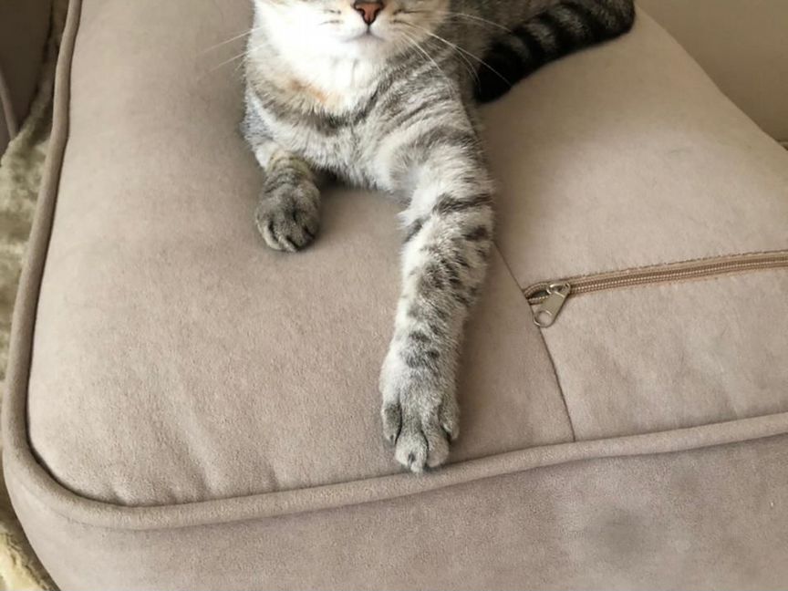 Кошка в добрые руки