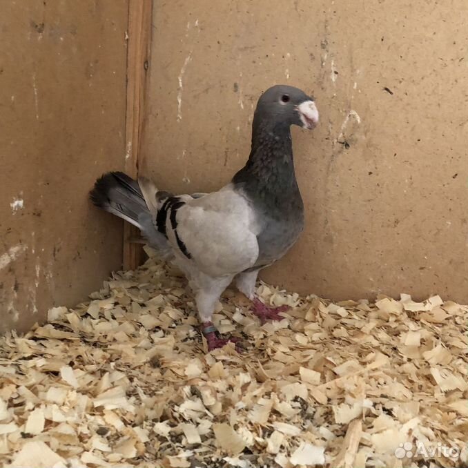 Голуби Немецкие выставочные