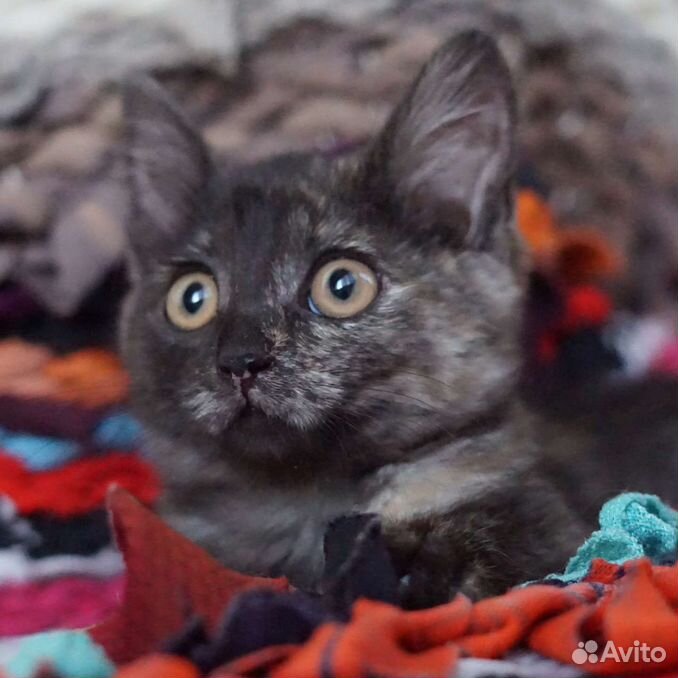 Космический котенок