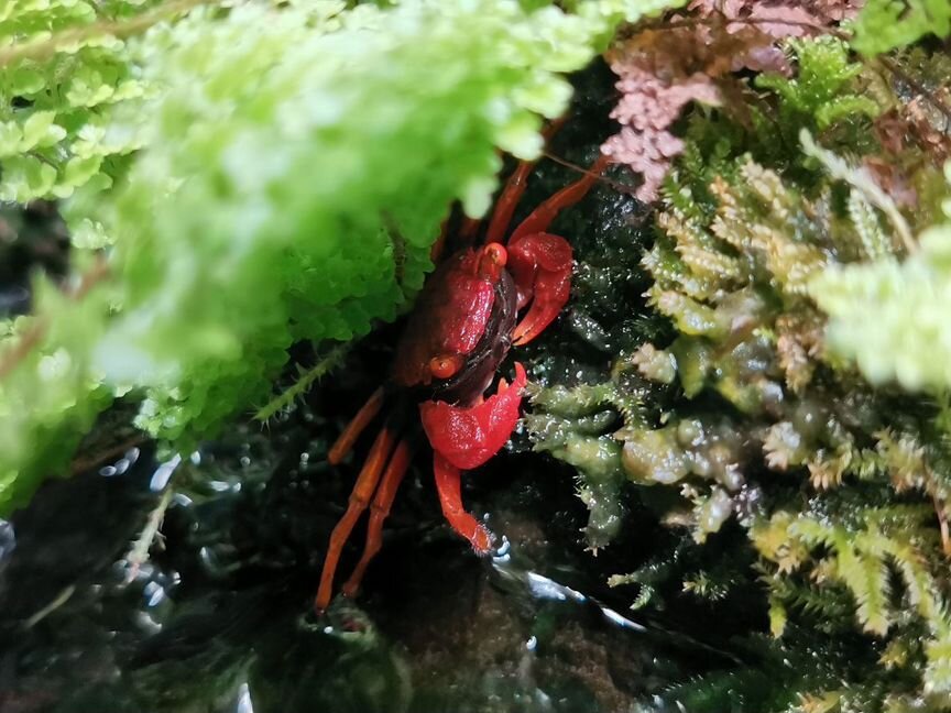 Крабы geosesarma red ruby
