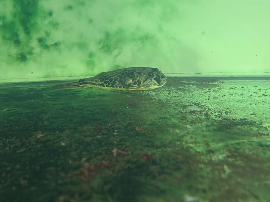 Тетраодон мбу (MBU) 8-10см