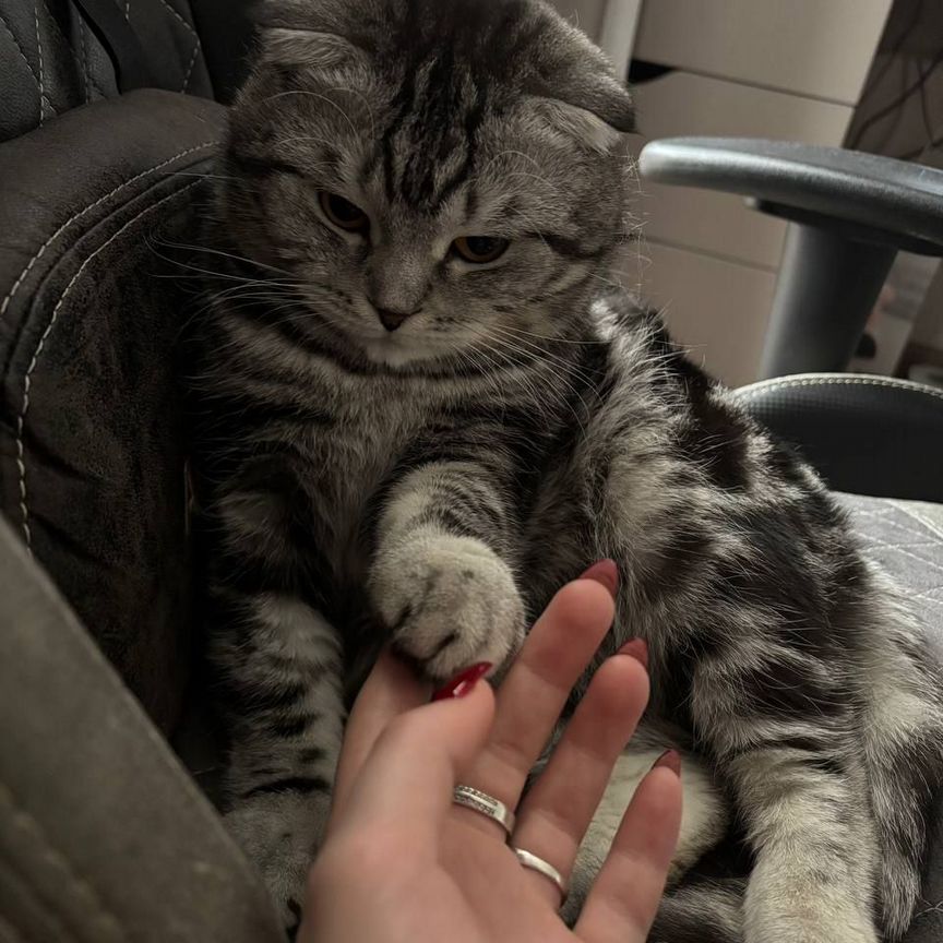 Шотландский вислоухий кот вязка