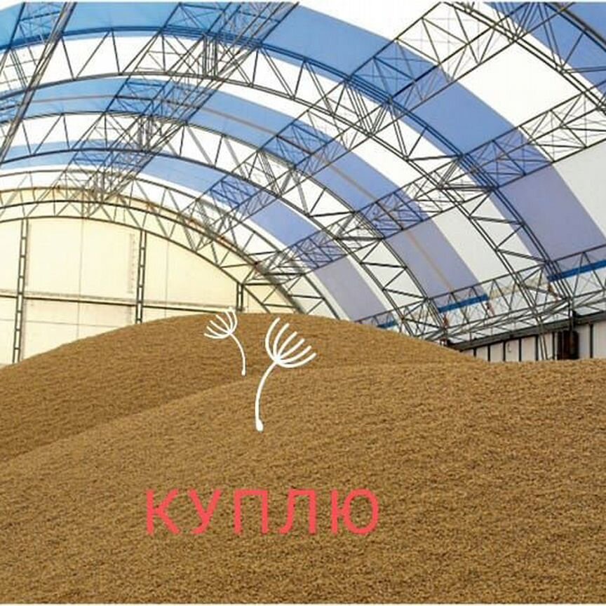 Зерно пшеница ячмень