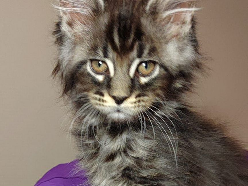 Алиментный котёнок Мейн Кун