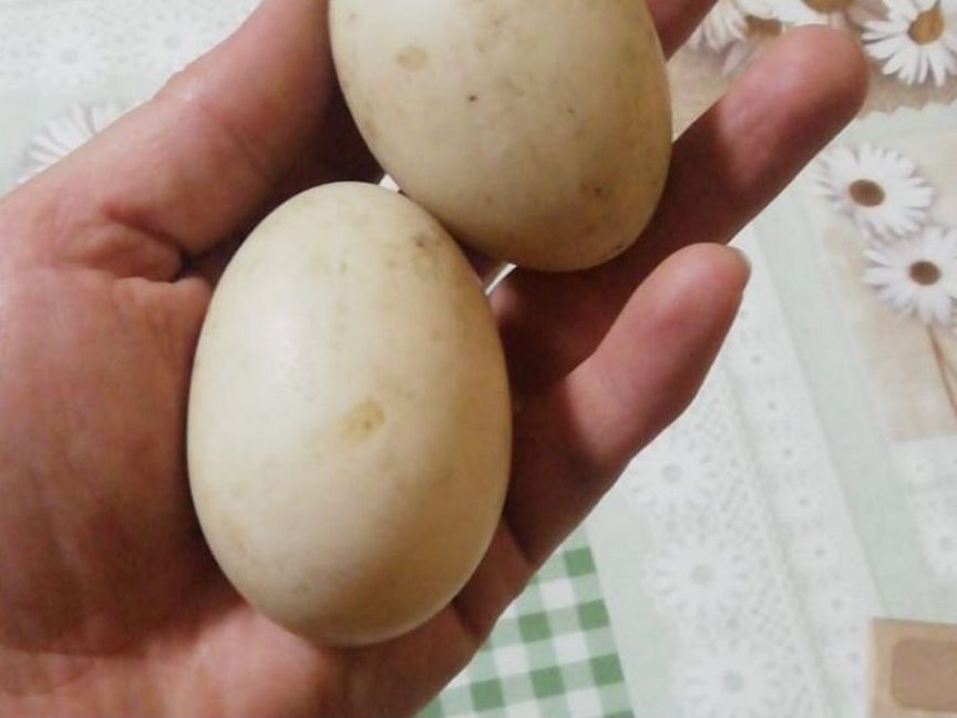 Инкубационное яйцо индоутки