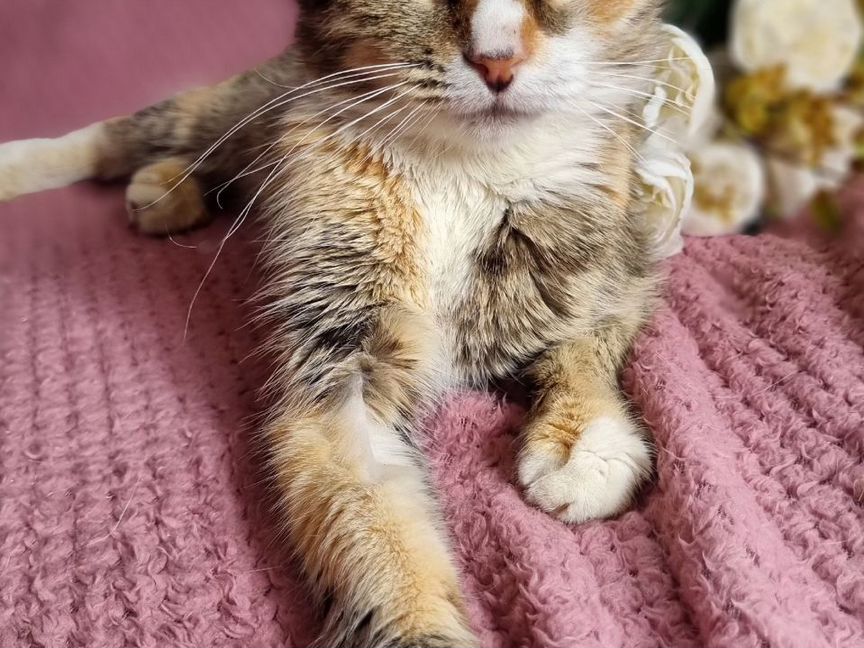 Шотландская вислоухая кошка Шакира